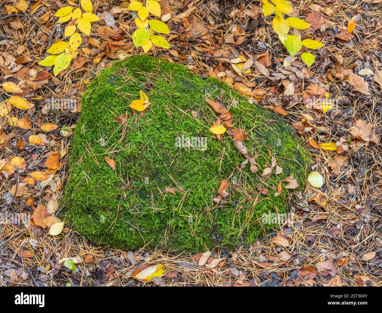 Soft thick moss in the forest is lit by the sun. Soft moss carpet ...