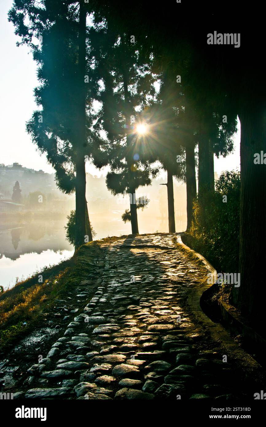 Sunburst through pines Stock Photo - Alamy