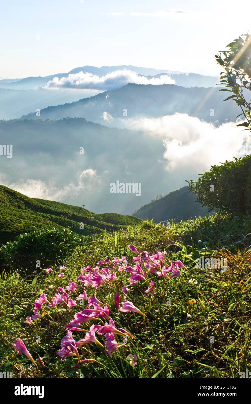 Rain lilies flowering by the side of layers of hill Stock Photo - Alamy