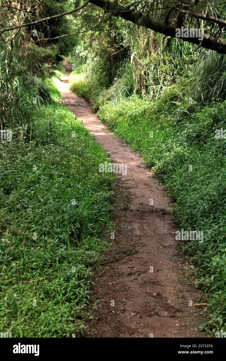 Foret trek hi-res stock photography and images - Alamy