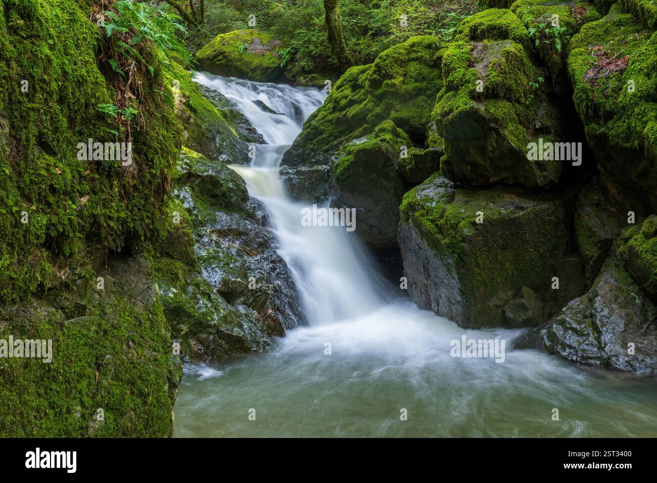 Cascade waterfalls at Cataract Falls. Mount Tamalpais State Park, Marin ...