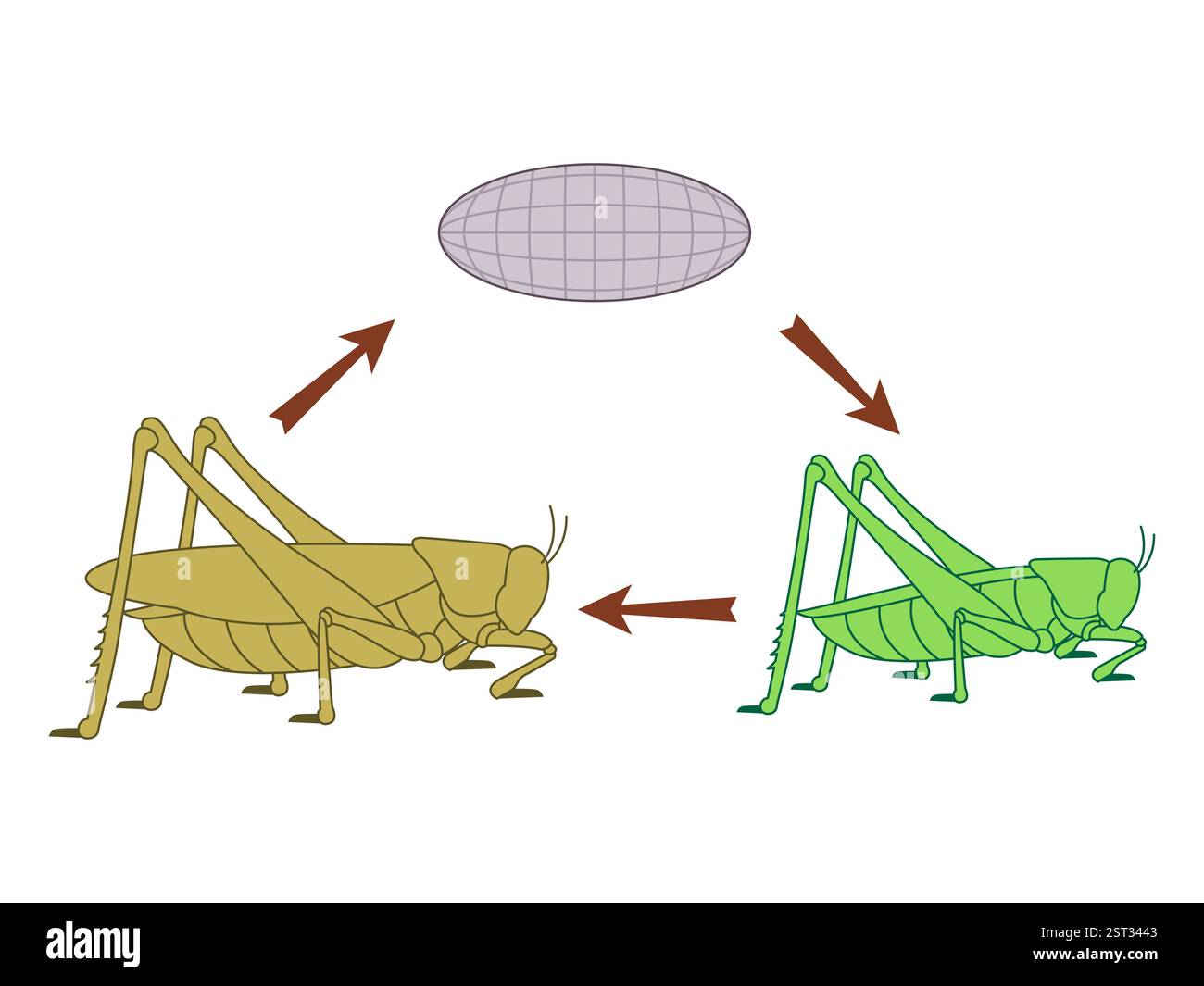 Grasshopper cricket insect metamorphosis stage egg nymph adult stage ...