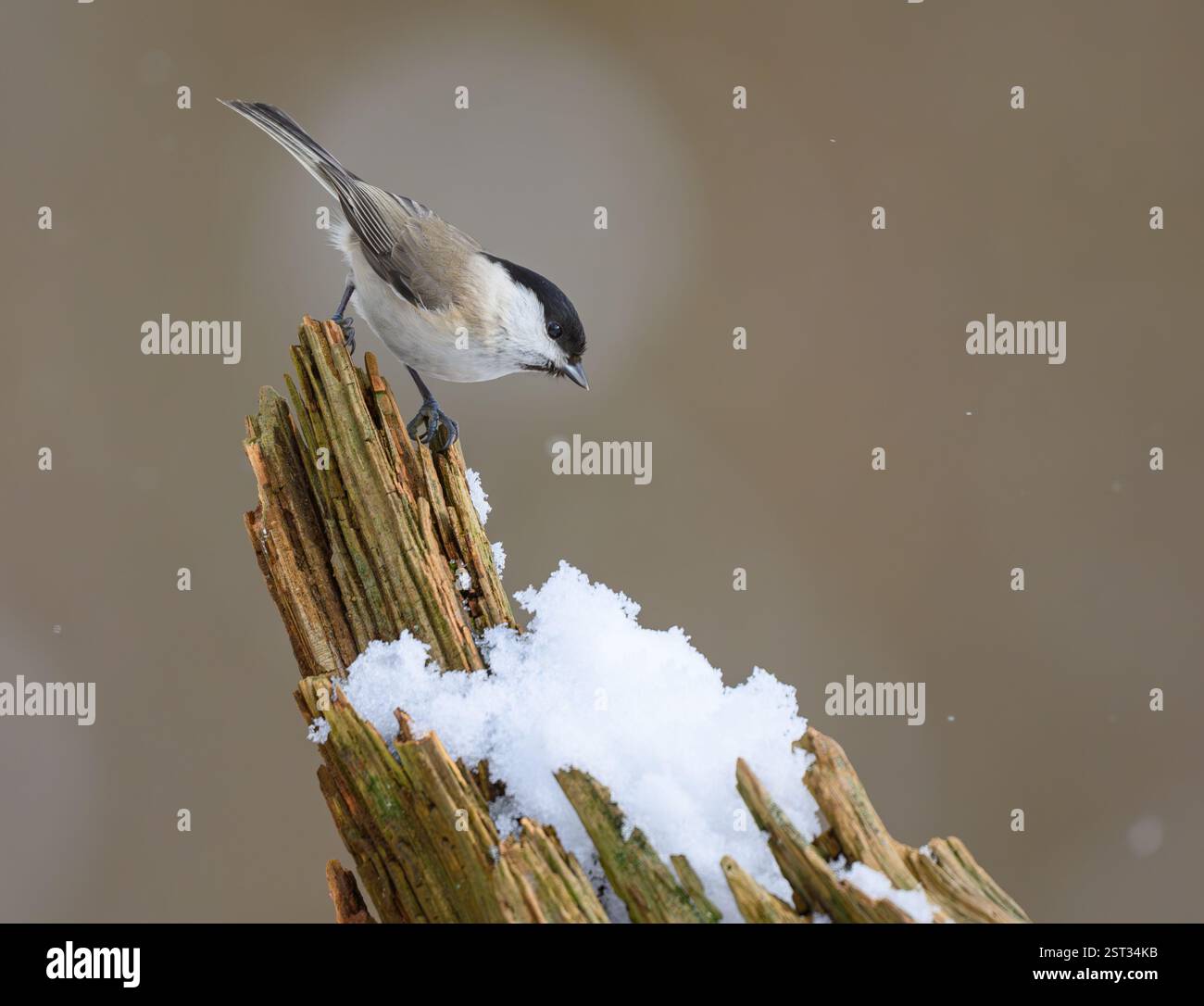 Sieversdorf, Germany. 16th Feb, 2025. A willow tit, also known as a ...