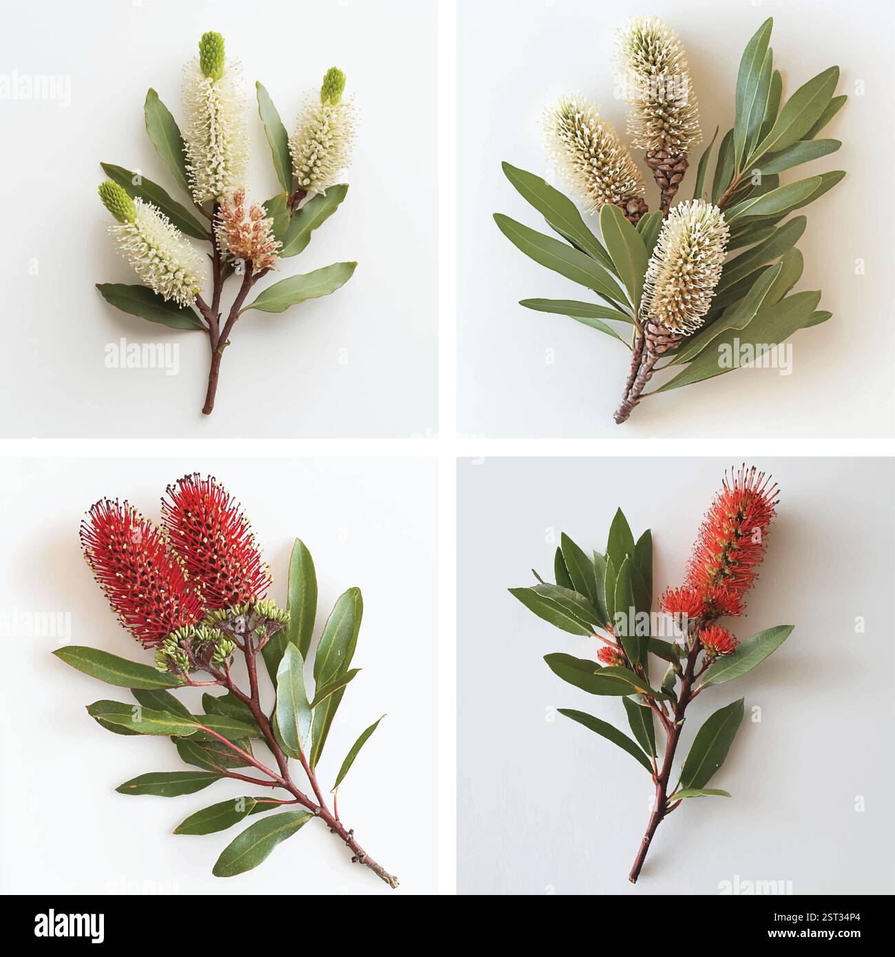 Detailed shot vibrant red green Stock Vector Images - Alamy