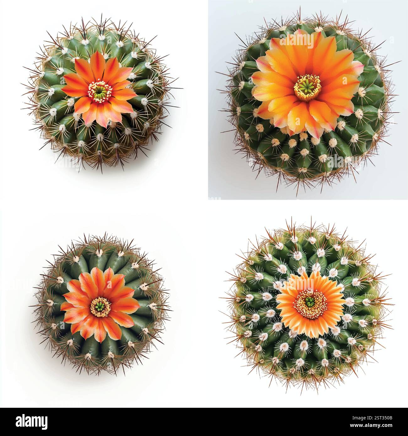 Orange blooming plant against Stock Vector Images - Alamy