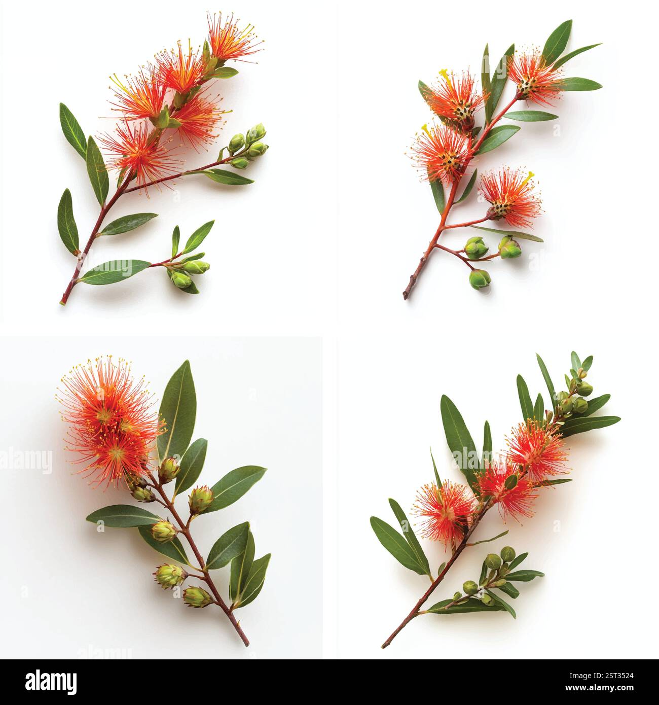 Detailed shot vibrant red green Stock Vector Images - Alamy