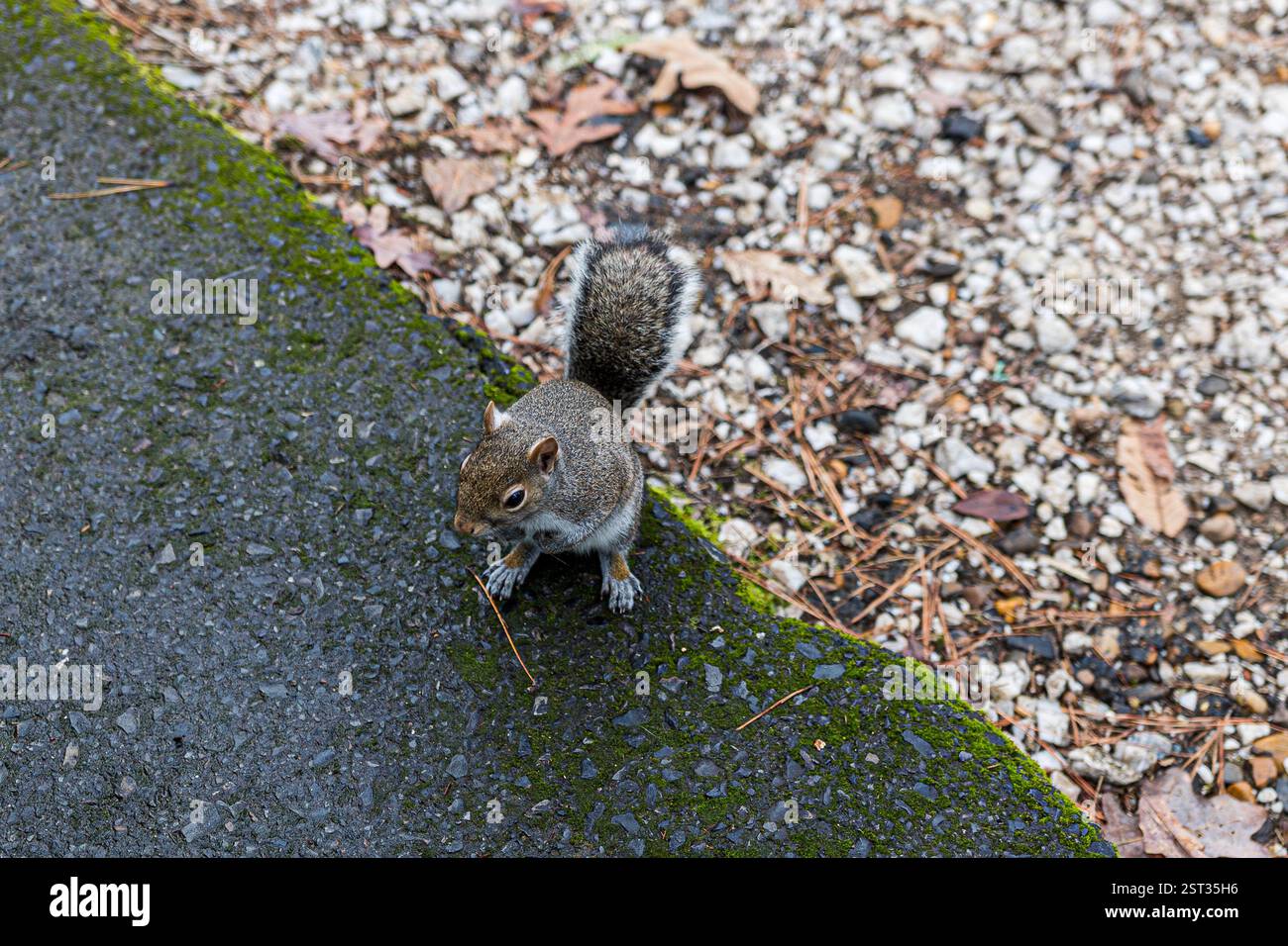 A very friendly squirrel at Lake Catherine State Park in Arkansas Stock ...