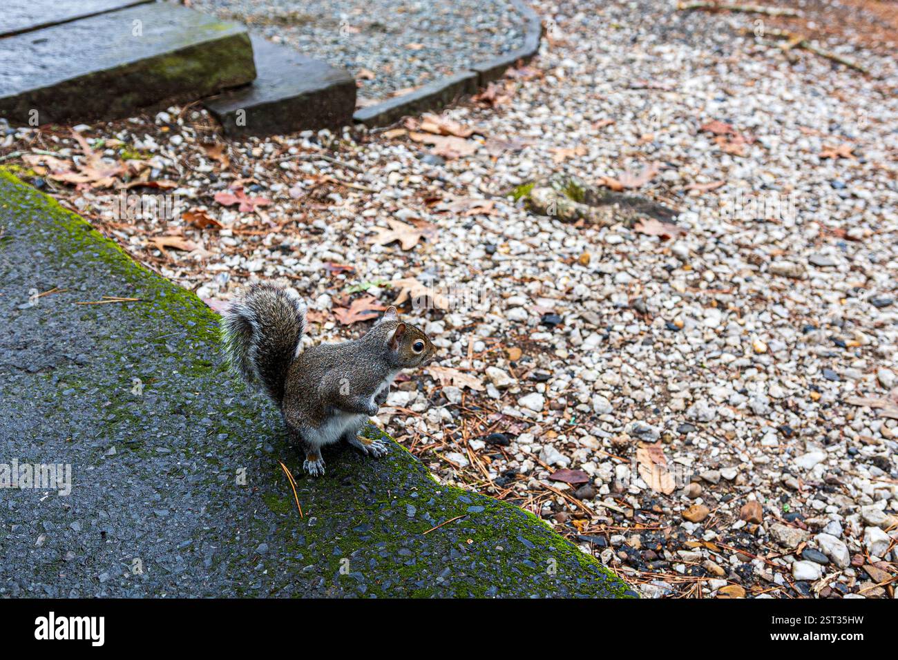 A very friendly squirrel at Lake Catherine State Park in Arkansas Stock ...
