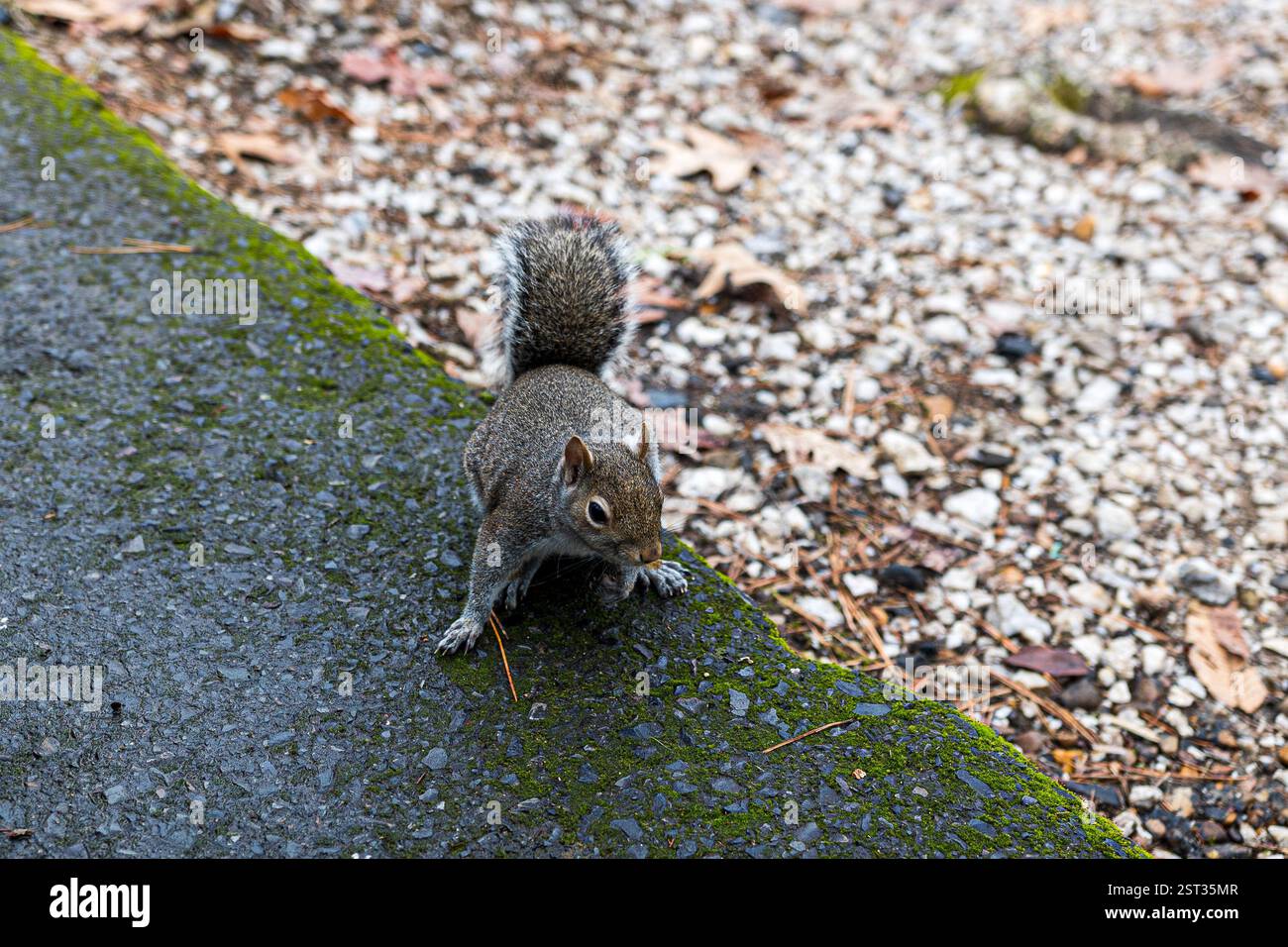 A very friendly squirrel at Lake Catherine State Park in Arkansas Stock ...