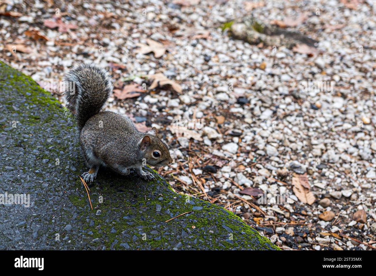A very friendly squirrel at Lake Catherine State Park in Arkansas Stock ...