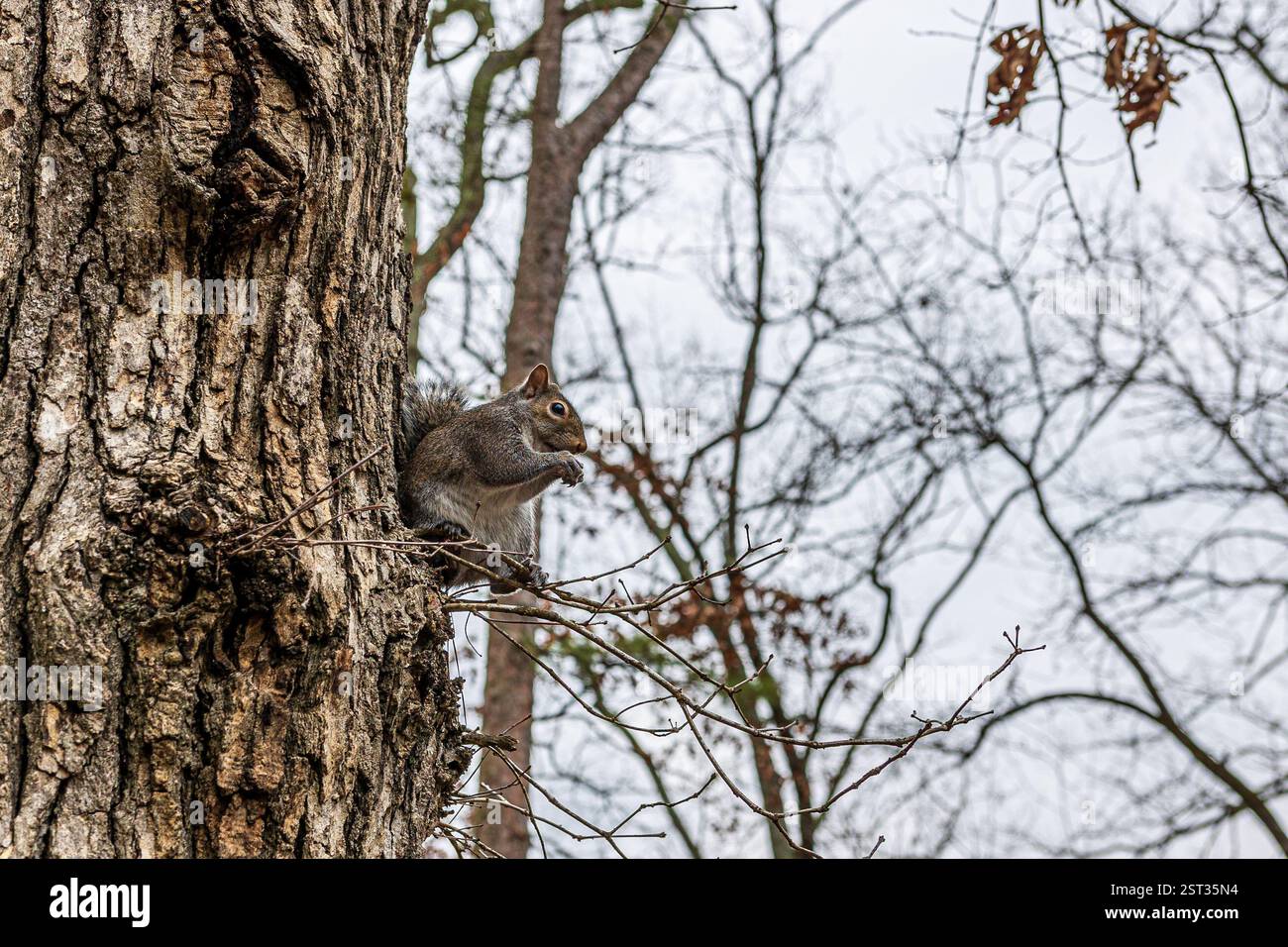 A very friendly squirrel at Lake Catherine State Park in Arkansas Stock ...