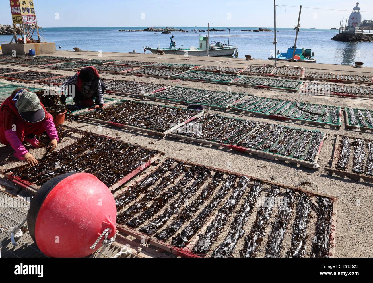 17th Feb, 2025. Seaweed drying Residents of a fishing village in the ...