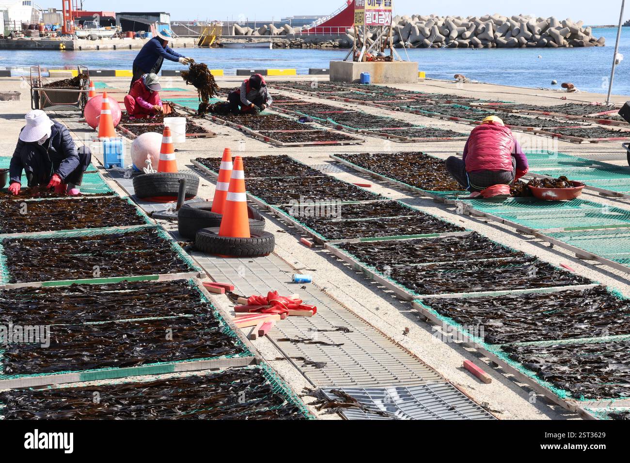 17th Feb, 2025. Seaweed drying Residents of a fishing village in the ...