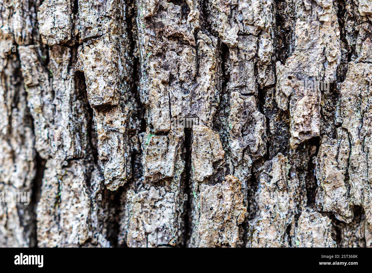 Tree bark background from a hardwood tree at Lake Catherine State Park ...