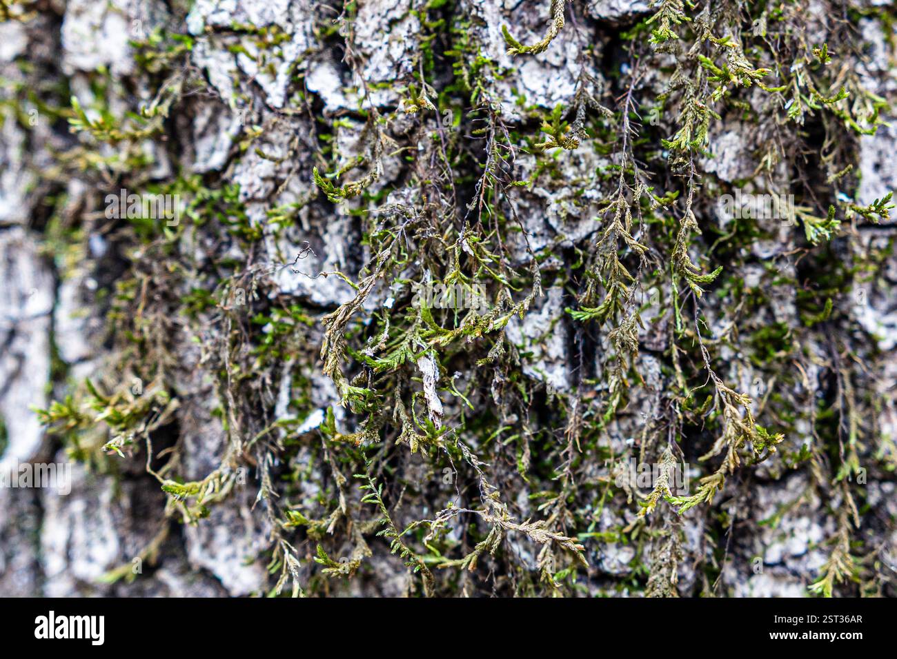 Mossy tree bark background from a hardwood tree at Lake Catherine State ...