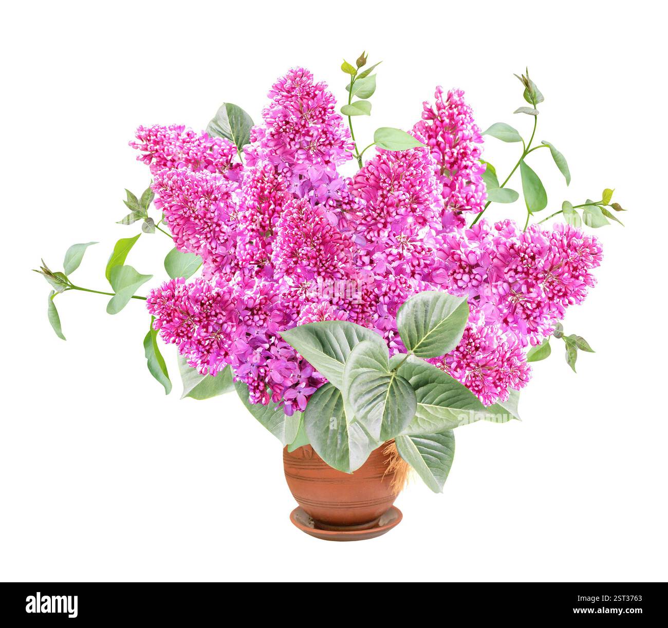 Bouquet of Lilac with flowers of maroon color and leaves in clay pot ...