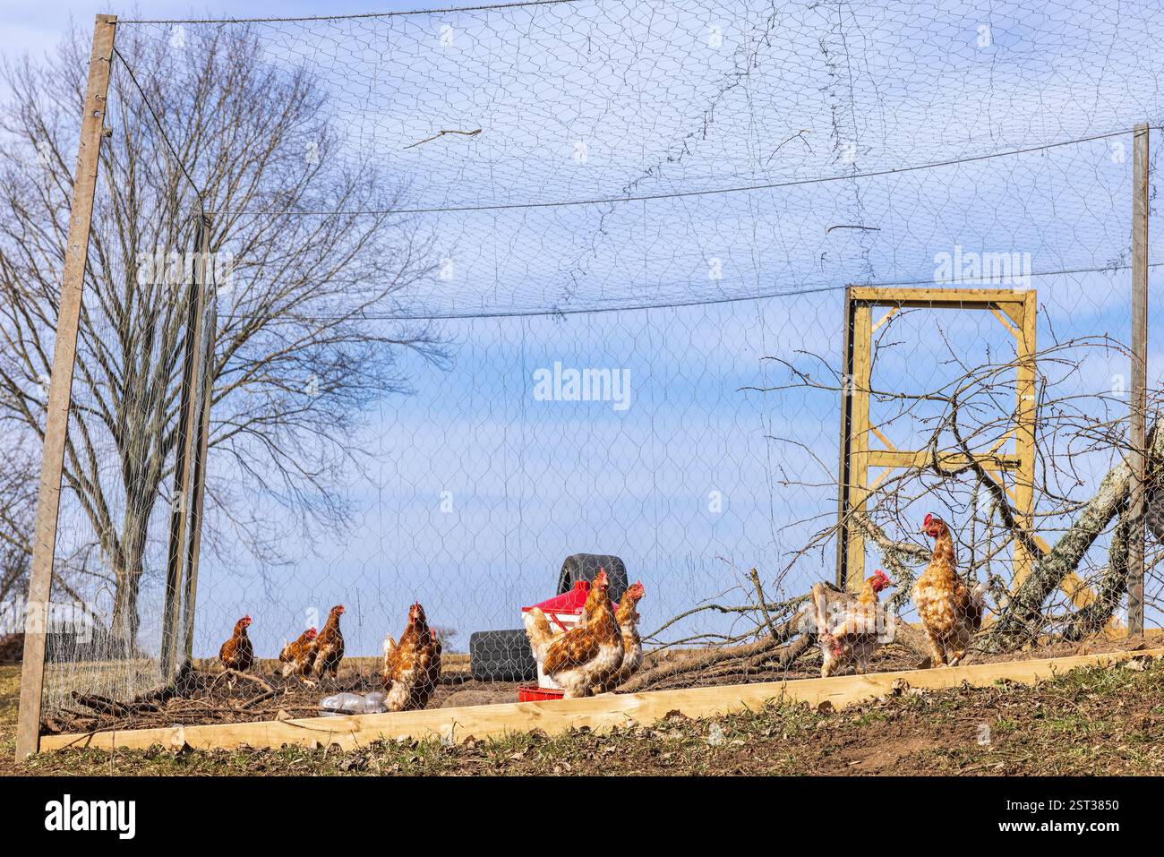 Free-range chickens in a cage in the countryside Stock Photo - Alamy