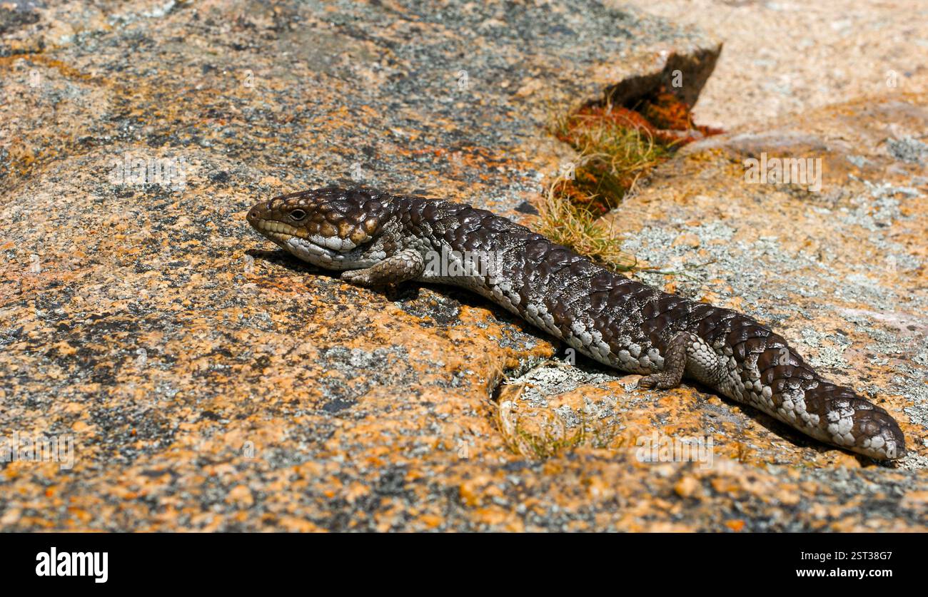 Bobtail lizard (Tiliqua rugosa) on granite rock, Western Australia ...