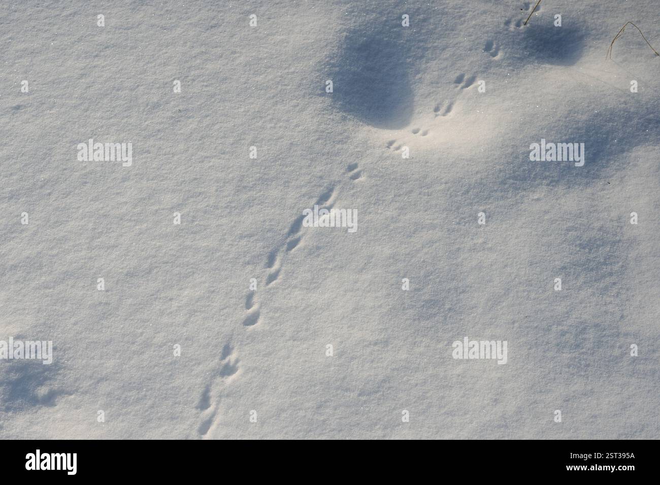 Small field mouse footprints cross the snow surface Stock Photo - Alamy