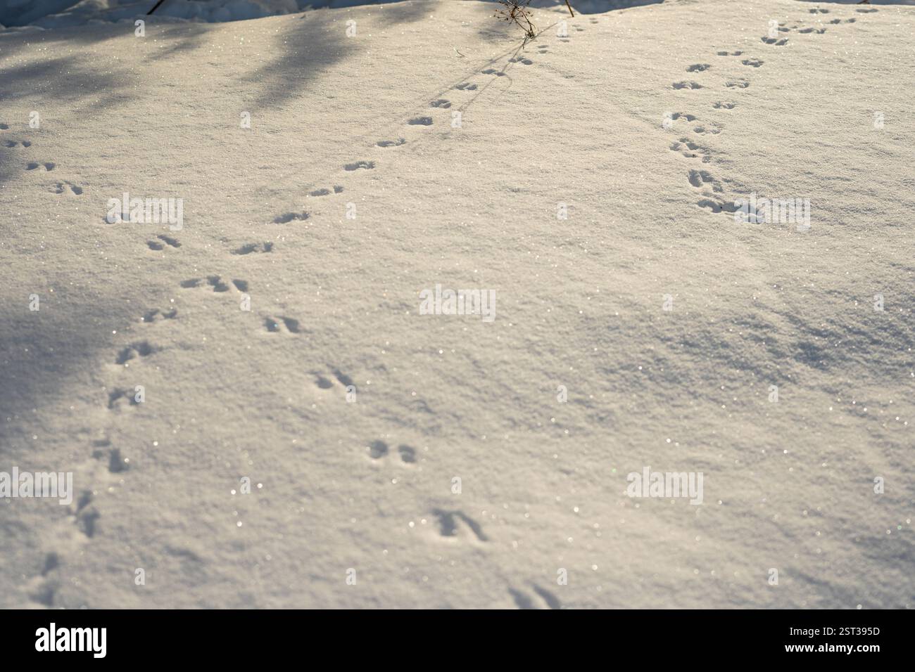 The footprints of a field mouse form a natural pattern in the snow ...