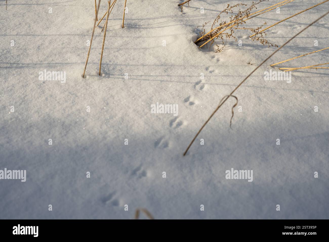 Field mouse footprints in the snow are signs of invisible life Stock ...