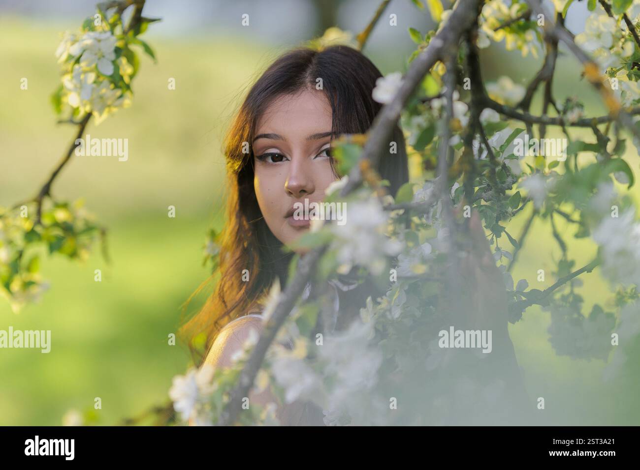 Beautiful Girl with long hair poses near white blossoming apple trees ...