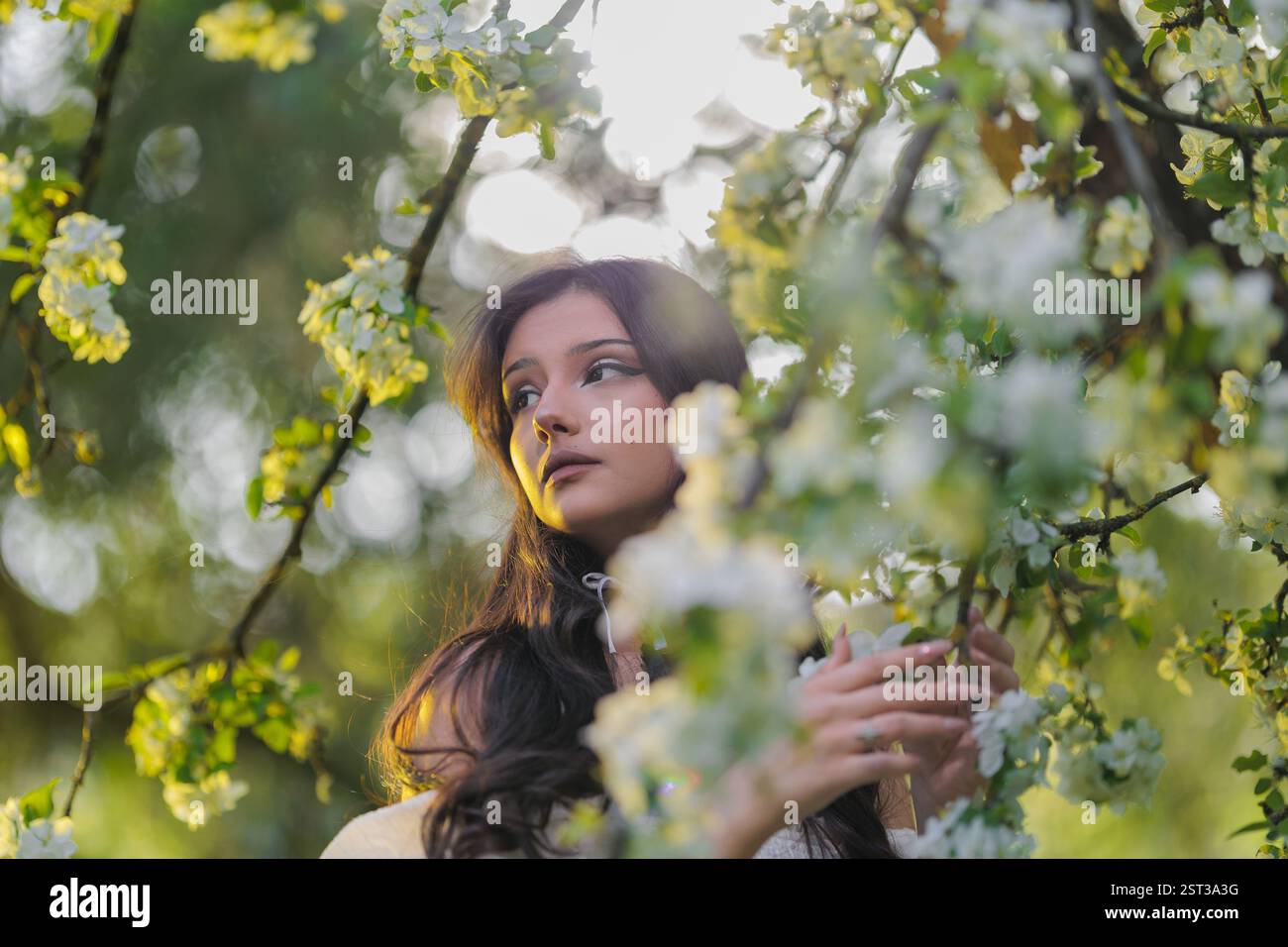 Beautiful Girl with long hair poses near white blossoming apple trees ...