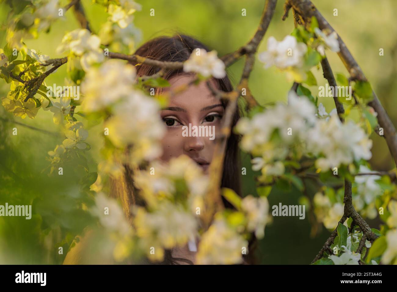 Beautiful Girl with long hair poses near white blossoming apple trees ...