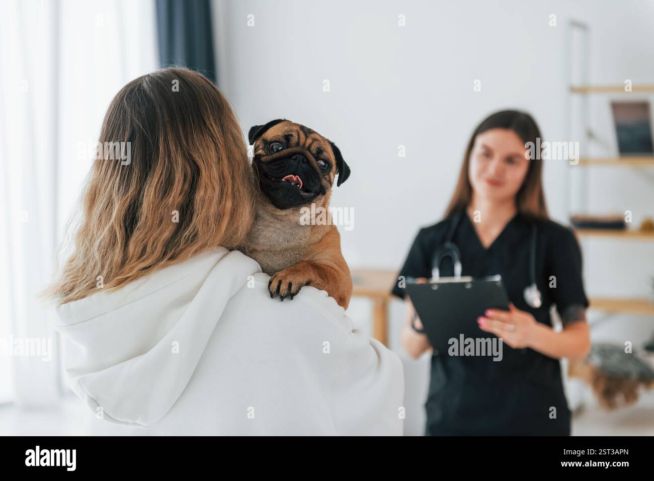Owner hold the dog. Pug is in the grooming salon with veterinarian that ...