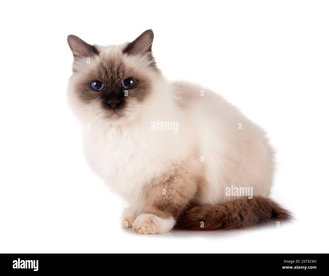 birman cat in front of white background Stock Photo - Alamy
