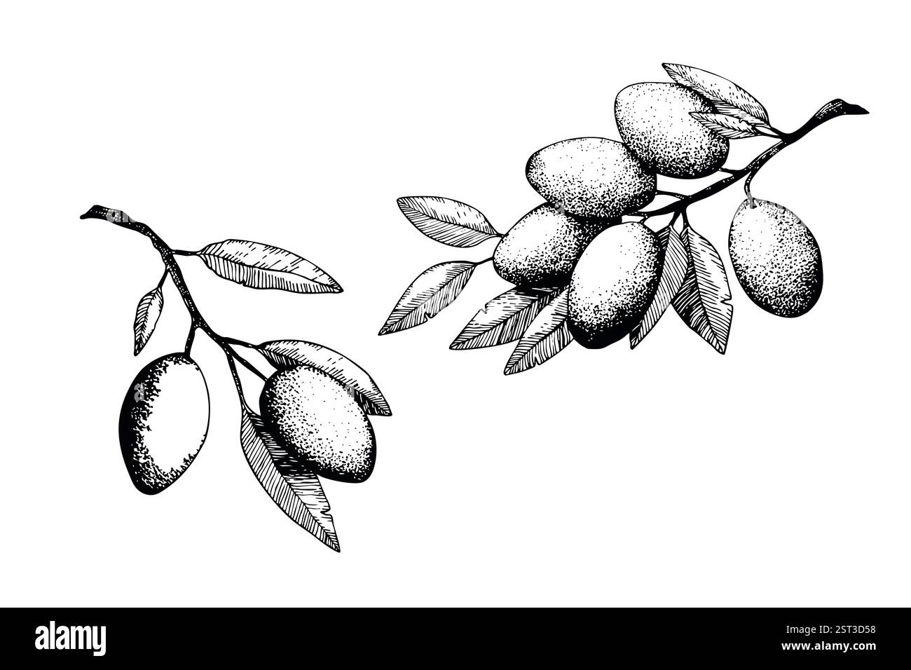 Black and white olive branch sketch. Tattoo olive branch collection ...