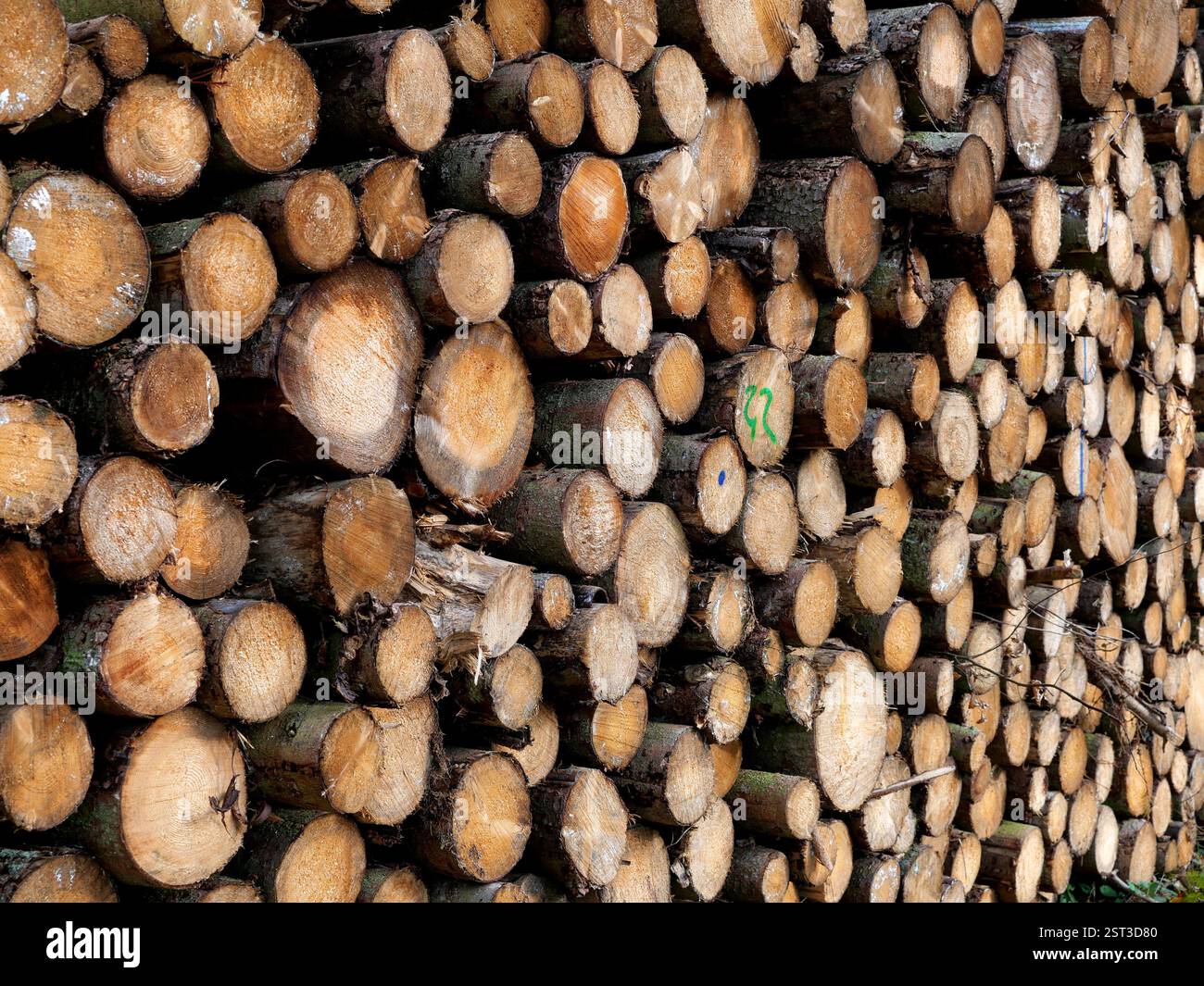 Wood storage in the forest. After felling, the logs are stored at the ...
