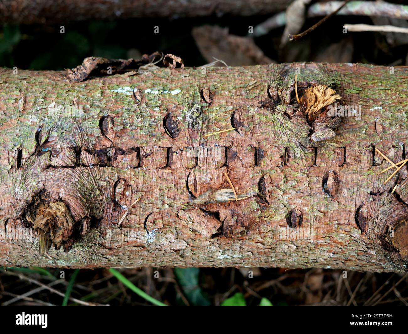Close-up of a felled tree trunk with transport marks in the bark ...