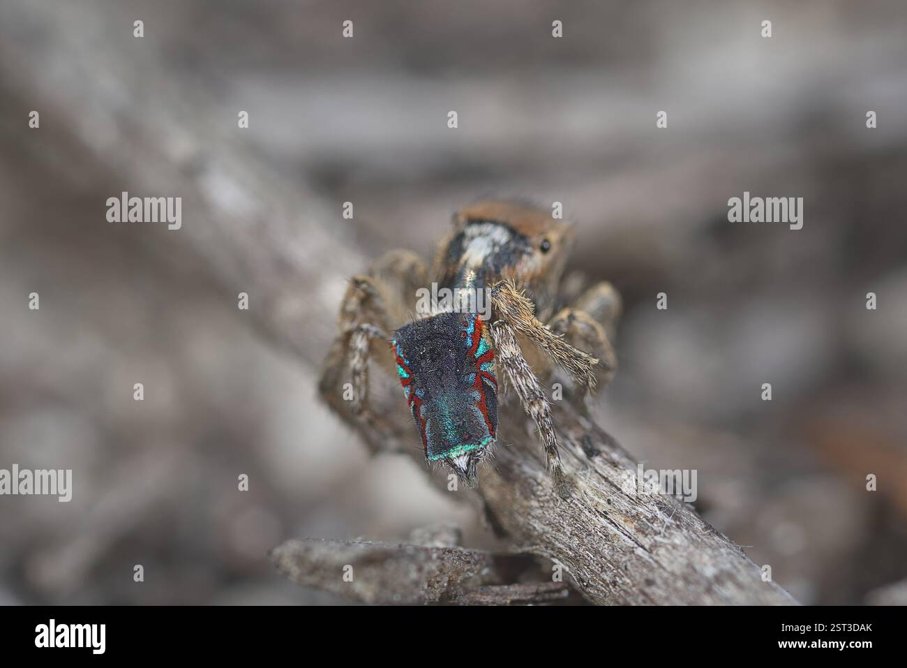 A male Peacock spider of a currently (2025) undescribed species in his ...