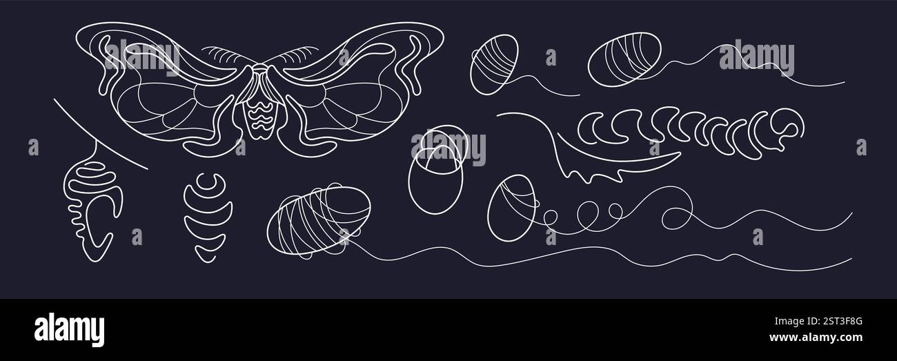 Silkworm, line cocoon. Metamorphosis, butterflies life cycle stages ...