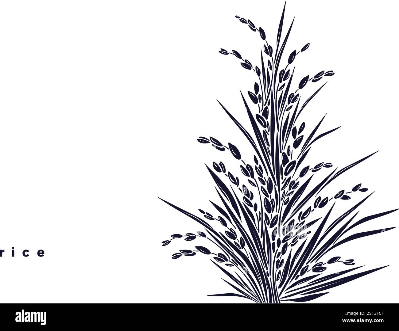 Rice plantation. Vector graphic plant, silhouette of grains. Oryza is ...