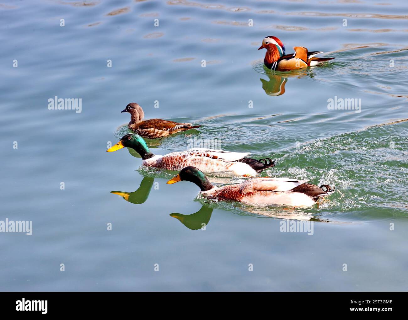 Wild ducks swim in the lake at Beihai Park in Beijing, China, 13 ...