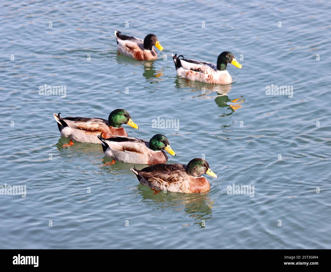 Wild ducks swim in the lake at Beihai Park in Beijing, China, 13 ...