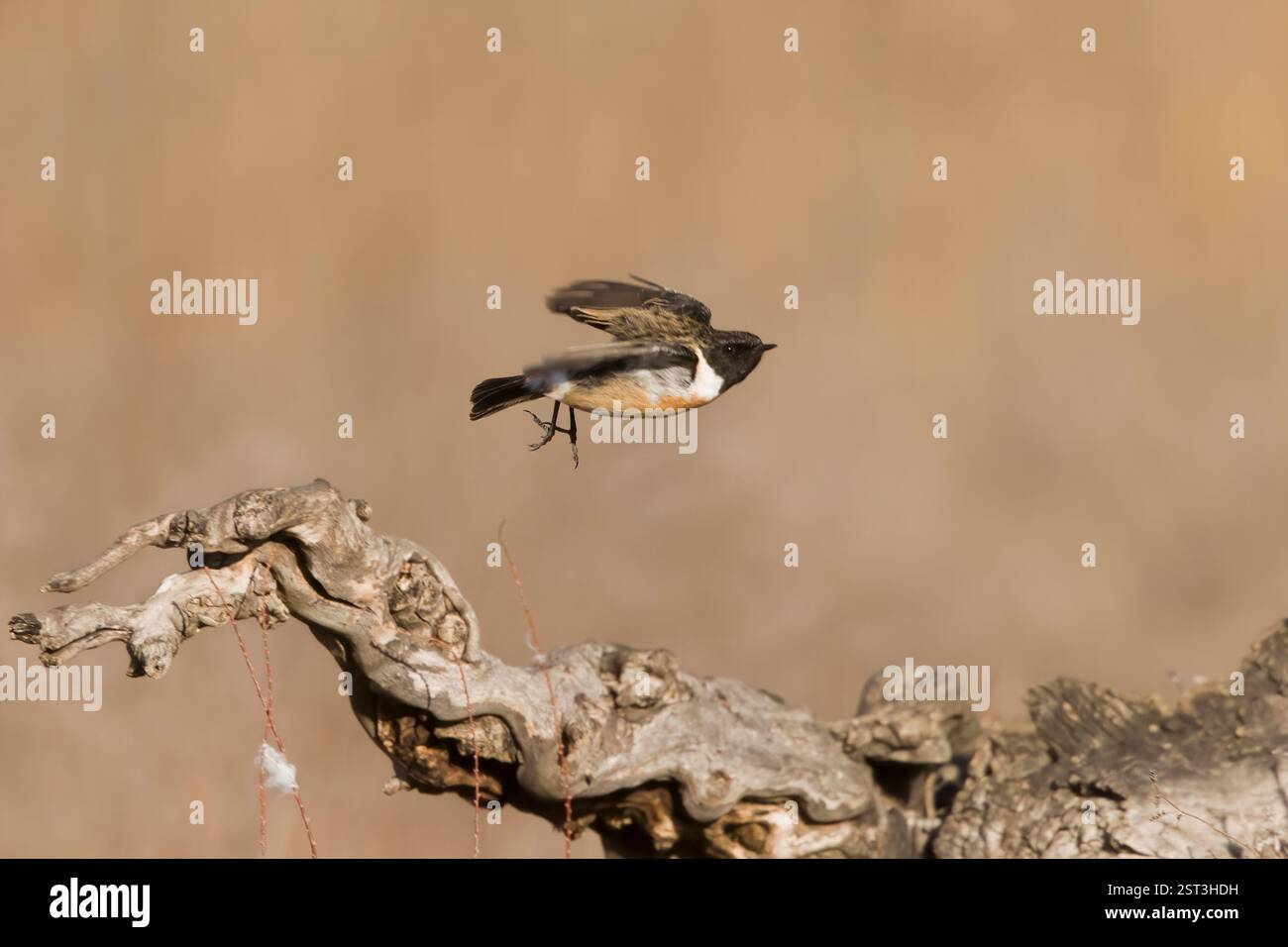 Male Common Stonechat in Spain in the winter Stock Photo - Alamy