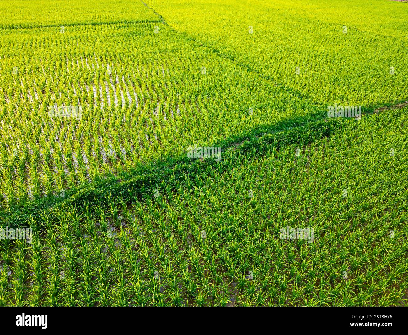 A breathtaking drone shot of freshly planted green paddy saplings ...