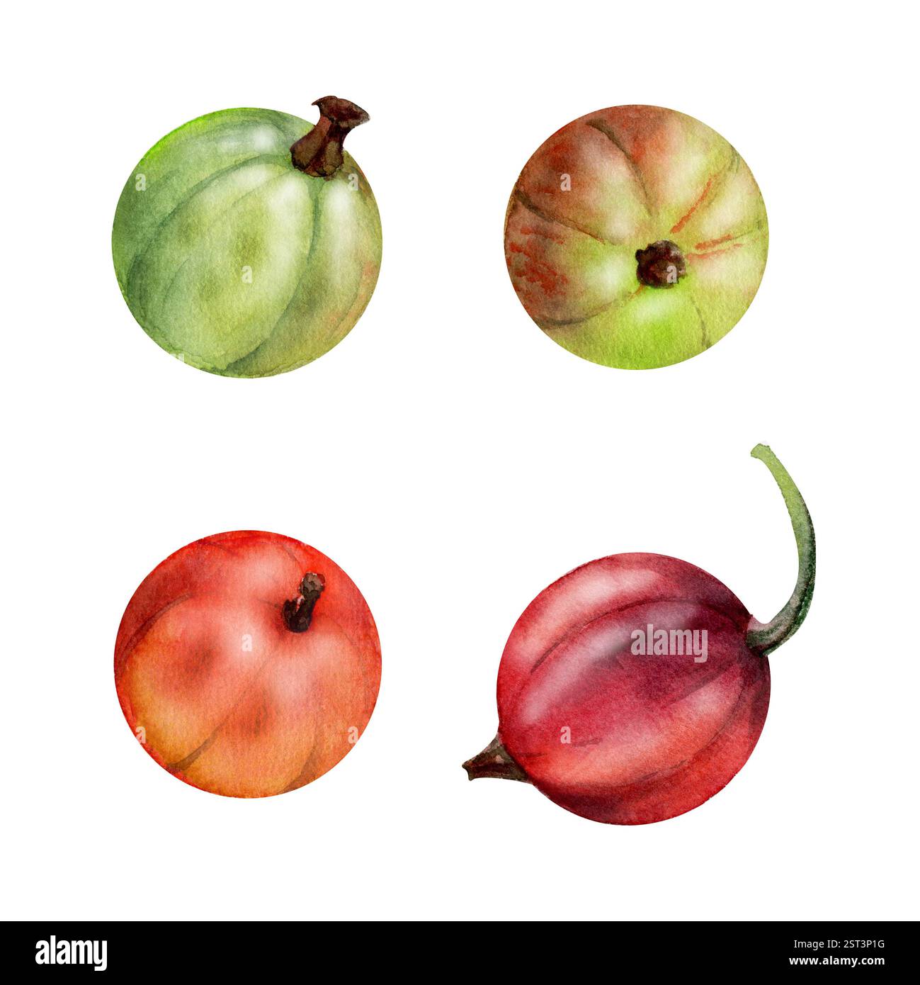 Currant gooseberry fruit hand drawn in watercolor, garden berry ...