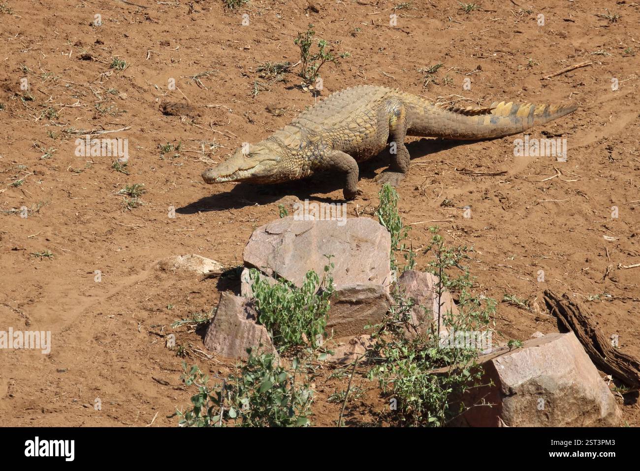Nilkrokodil / Nile crocodile / Crocodylus niloticus Stock Photo - Alamy