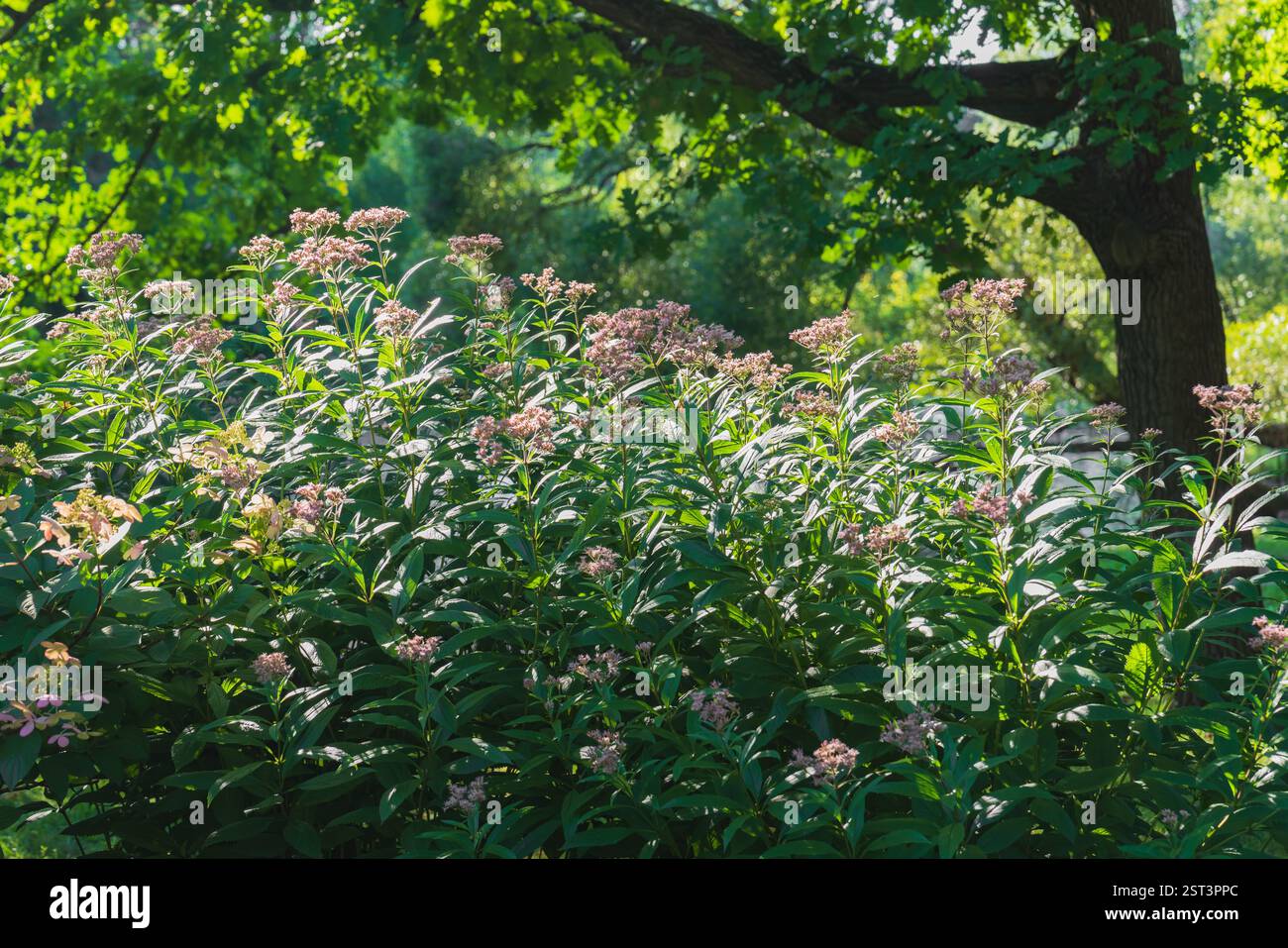 Botany asteraceae garden hi-res stock photography and images - Alamy