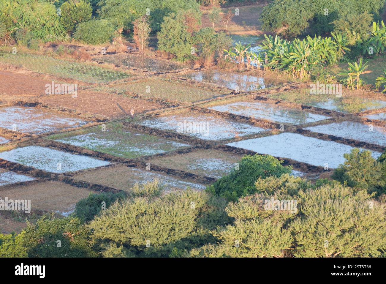 Myanmar, Bagan, rice field as seen from a hot air balloon Bagan Stock ...