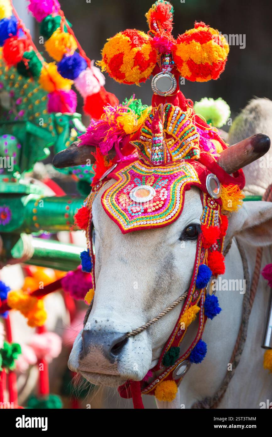 Myanmar, Bagan, decorated cattle pulling carts at the ceremony for the ...
