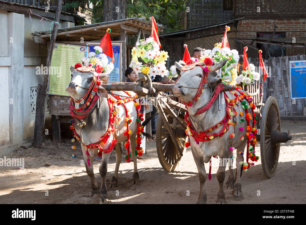 Myanmar, Bagan, decorated cattle pulling carts at the ceremony for the ...