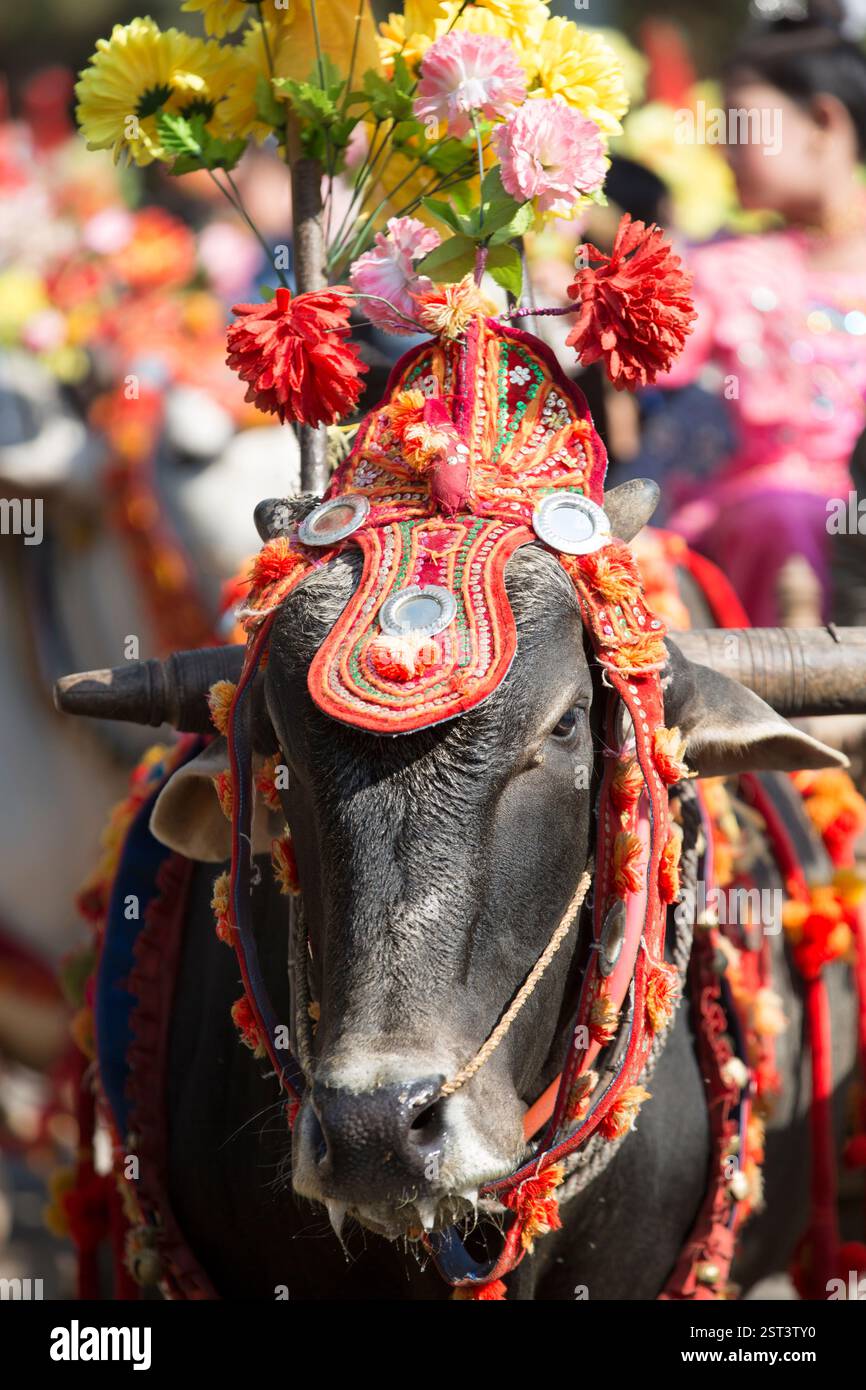 Myanmar, Bagan, decorated cattle pulling carts at the ceremony for the ...