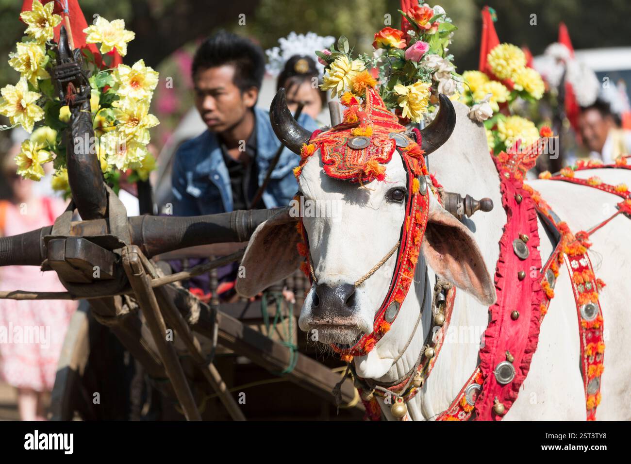 Myanmar, Bagan, decorated cattle pulling carts at the ceremony for the ...