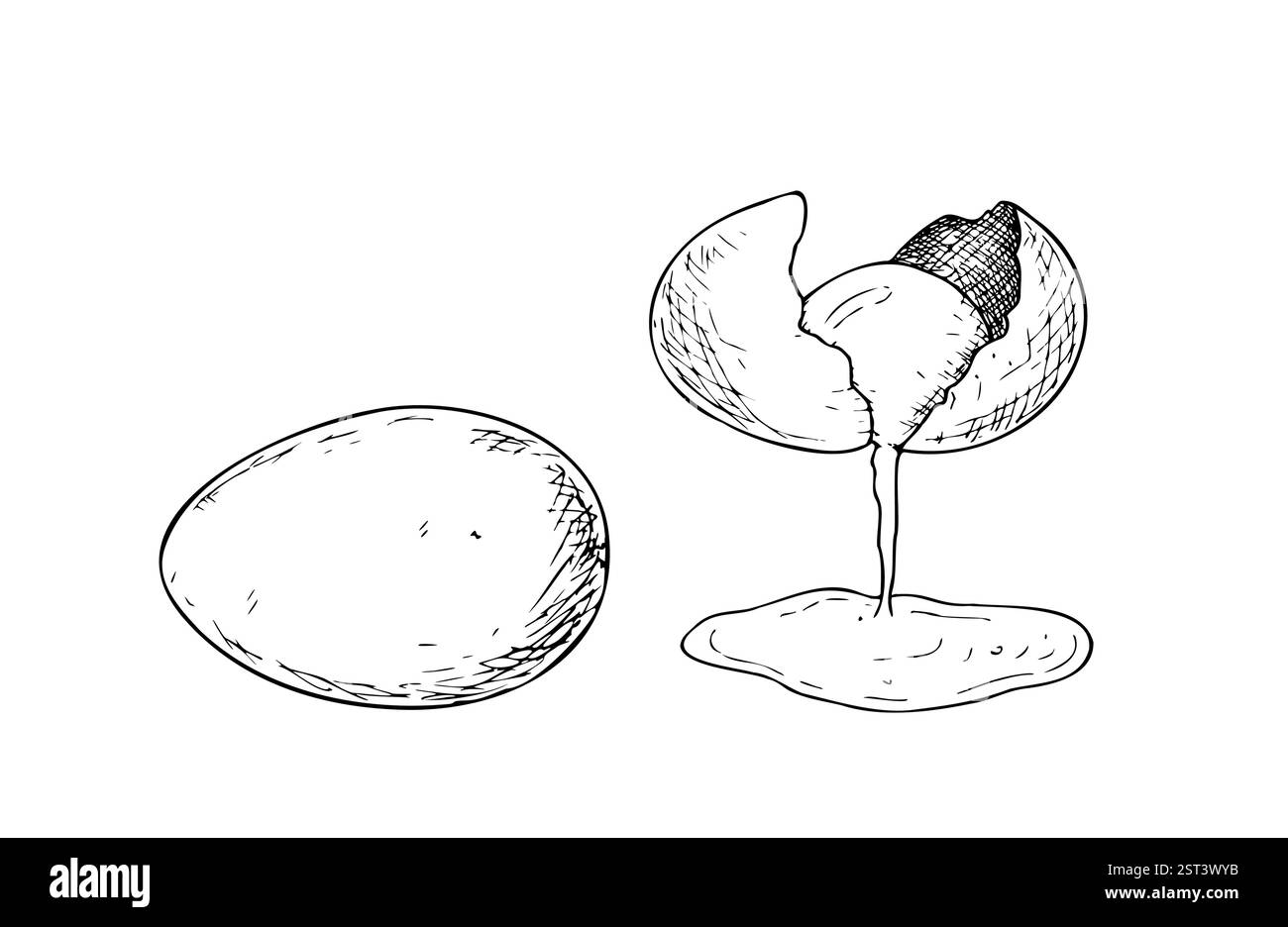 Vector broken raw egg with yolk. Graphic ink Eggshell illustration ...