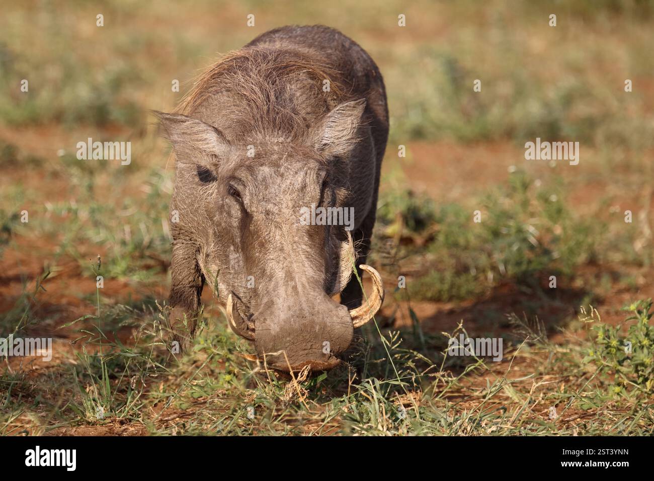 Warzenschwein / Warthog / Phacochoerus africanus Stock Photo - Alamy